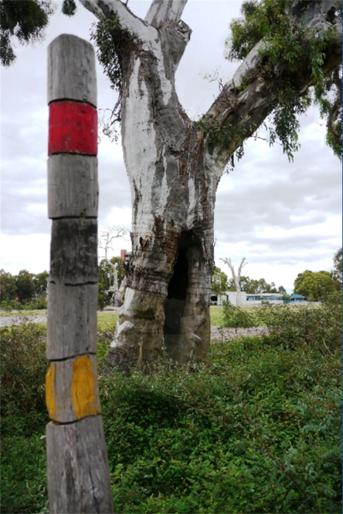 Keelbundoora Scarred Tree | Explore Whittlesea
